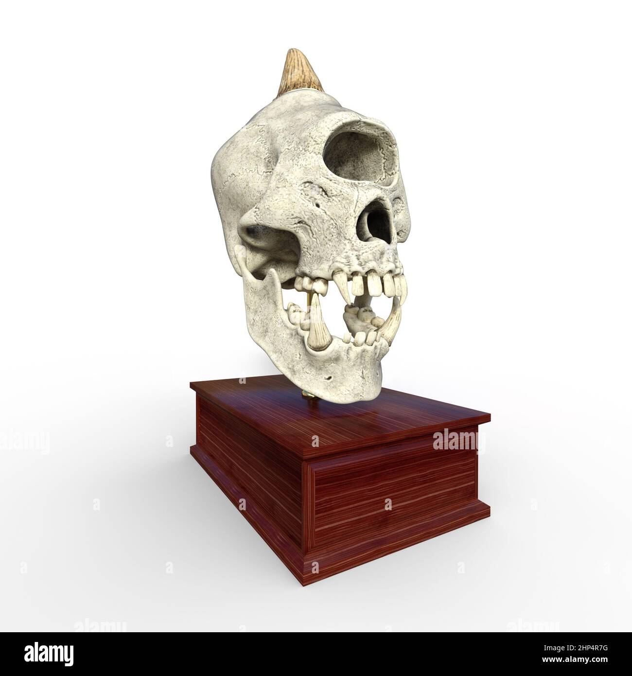 3D illustration over white of an ancient skull of a fantasy cyclops ...