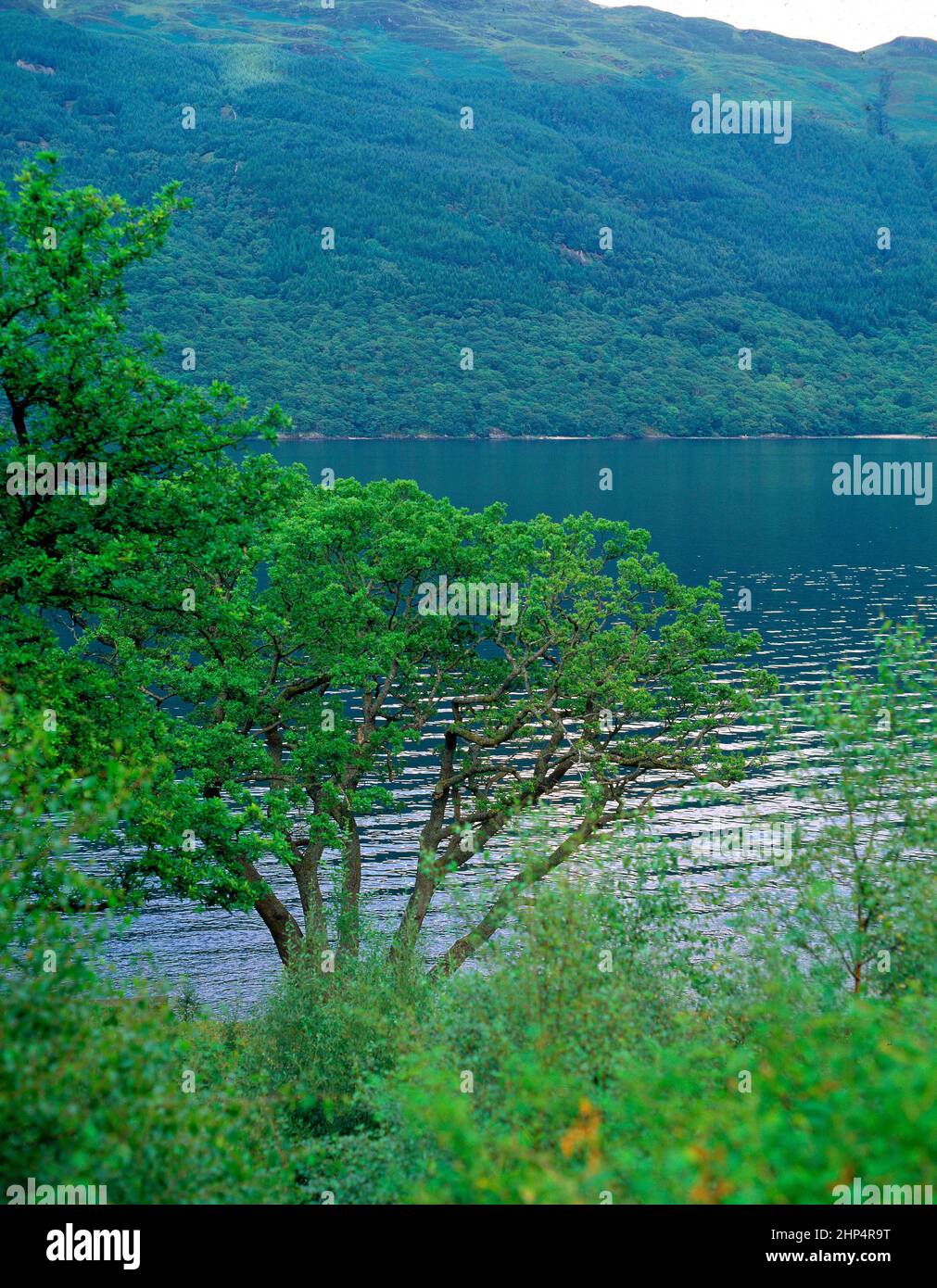 VISTA DEL LAGO CON ABEDULES EN LAS ORILLAS. Location: EXTERIOR. LAGO ...