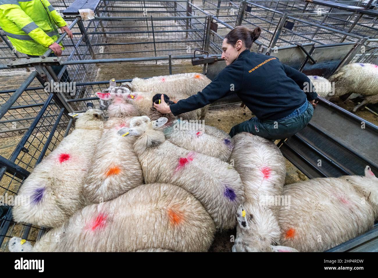 Selling fat lambs for meat at a livestock auction marker, Lancashire ...