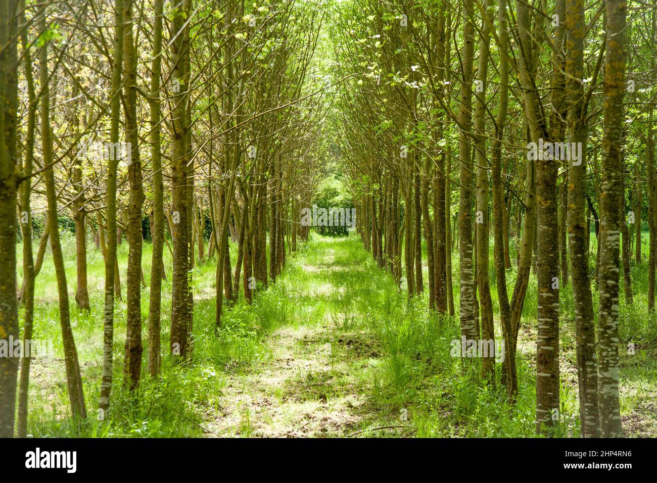 Beautiful green path through the tree line on the left and right. Sunny ...