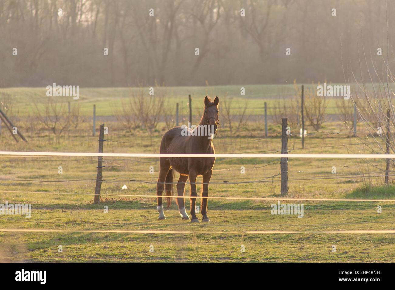 A magnificent brown horse running around a preserved area on a grass ...