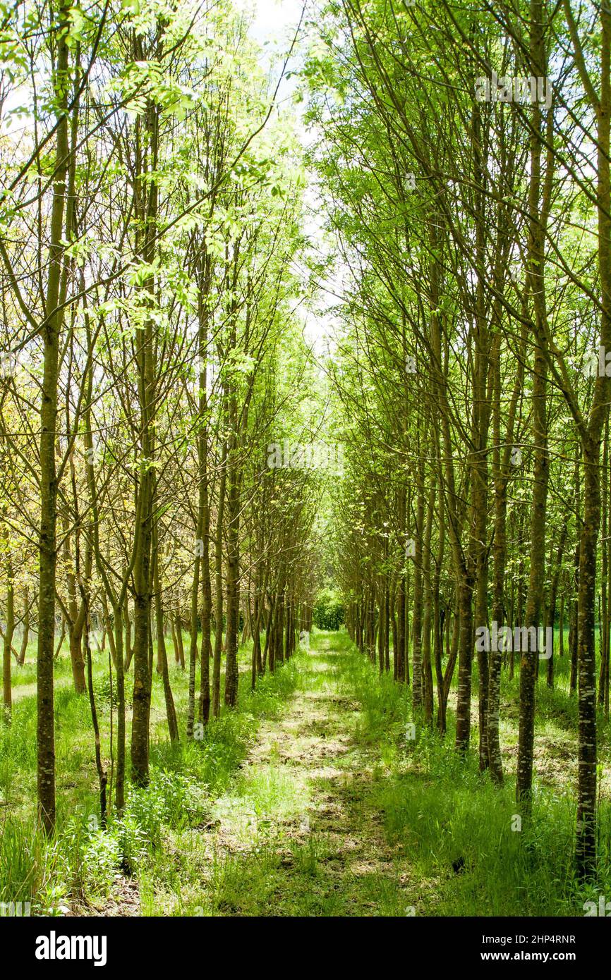 Beautiful green path through the tree line on the left and right. Sunny ...