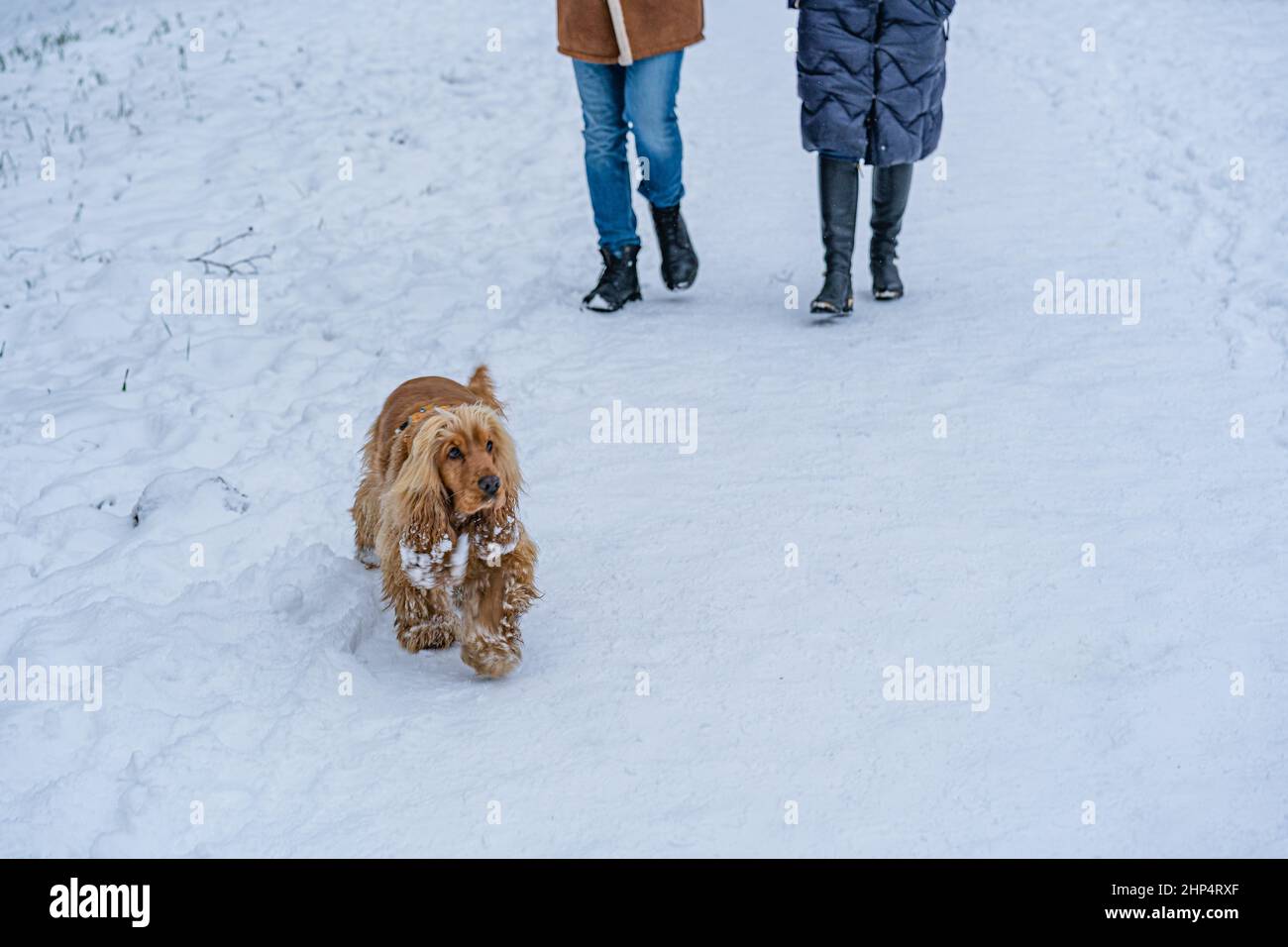 Red english spaniel winter walk hi-res stock photography and images - Alamy