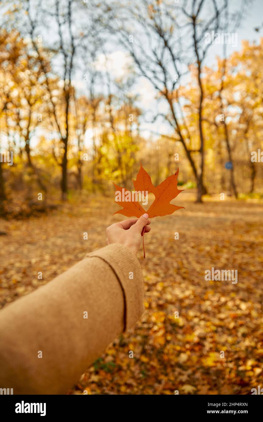 Heart shaped autumn maple leaf in female hand. Fall forest tree grove ...