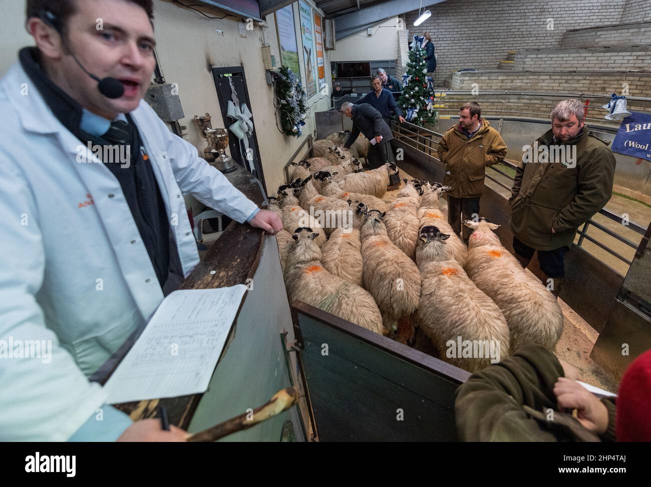 Selling farm animals hi-res stock photography and images - Alamy