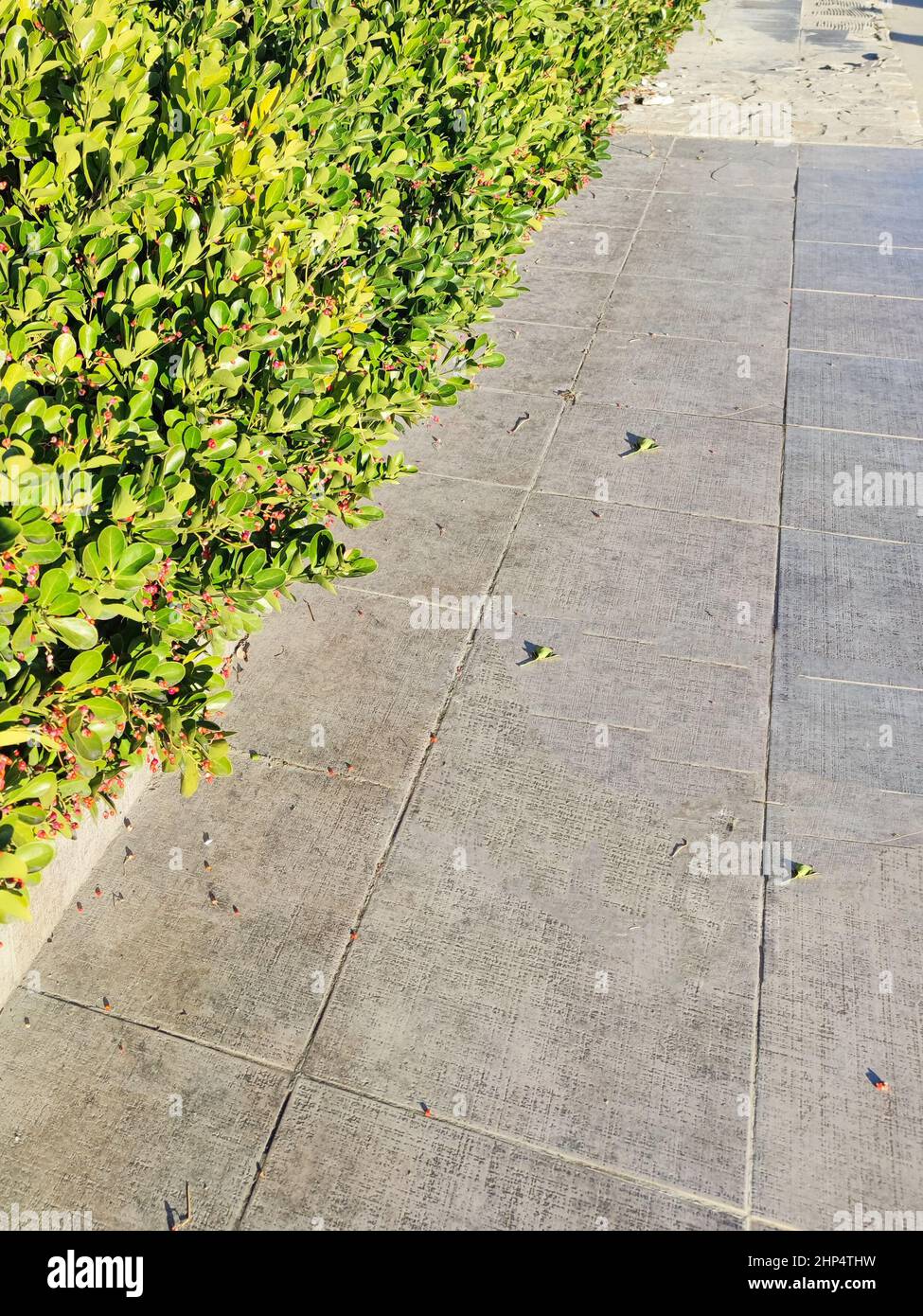 Sidewalk close up hi-res stock photography and images - Alamy