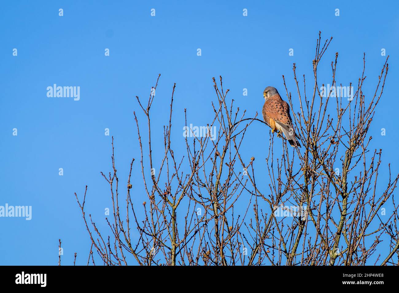 Kestrel resting in tree hi-res stock photography and images - Alamy