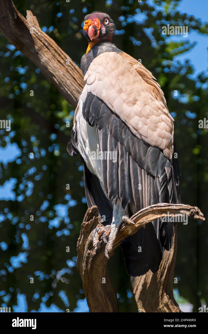 Close up of a King Vulture (Sarcoramphus papa) perched on a dead tree ...