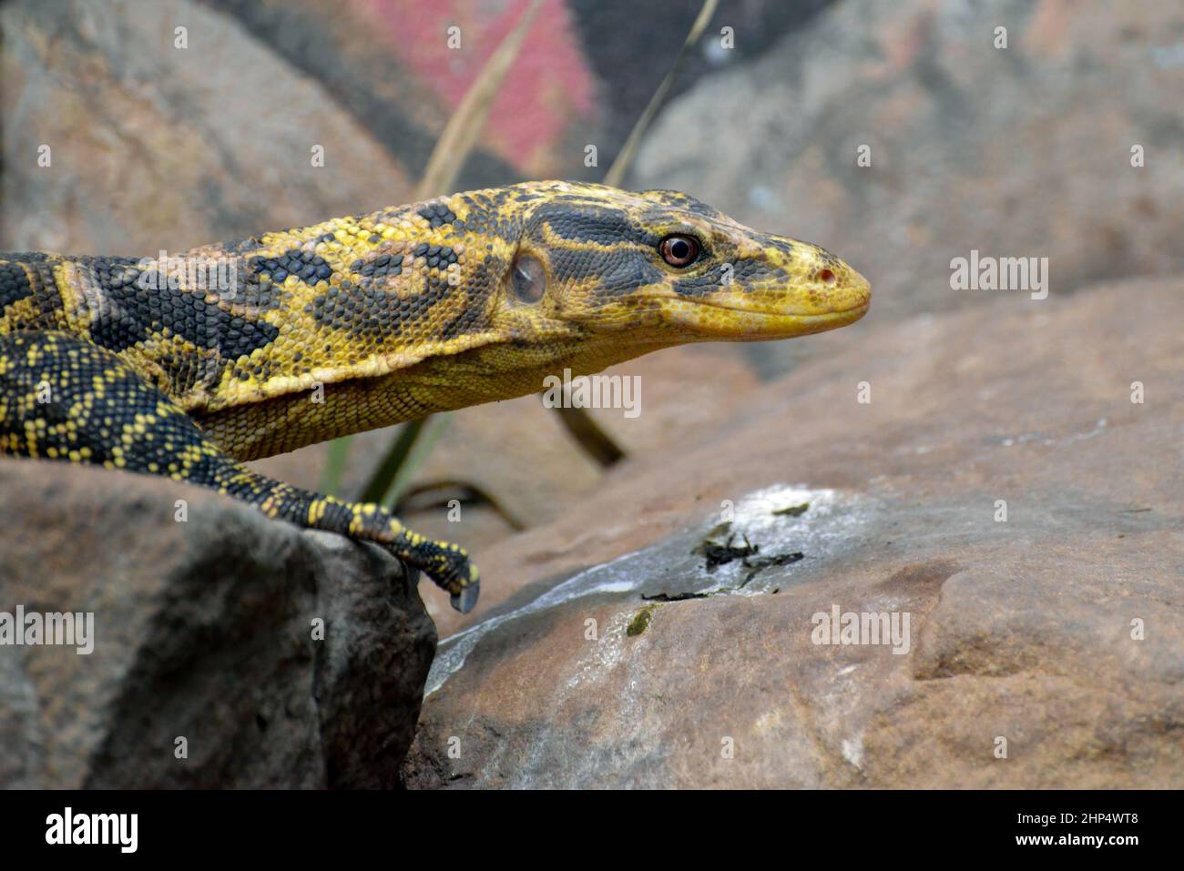 Philippine Water Monitor (Varanus cumingi Stock Photo - Alamy