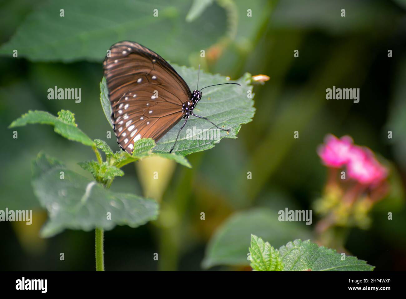 Common Crow Butterfly (Euploea core) resting on a leaf Stock Photo - Alamy