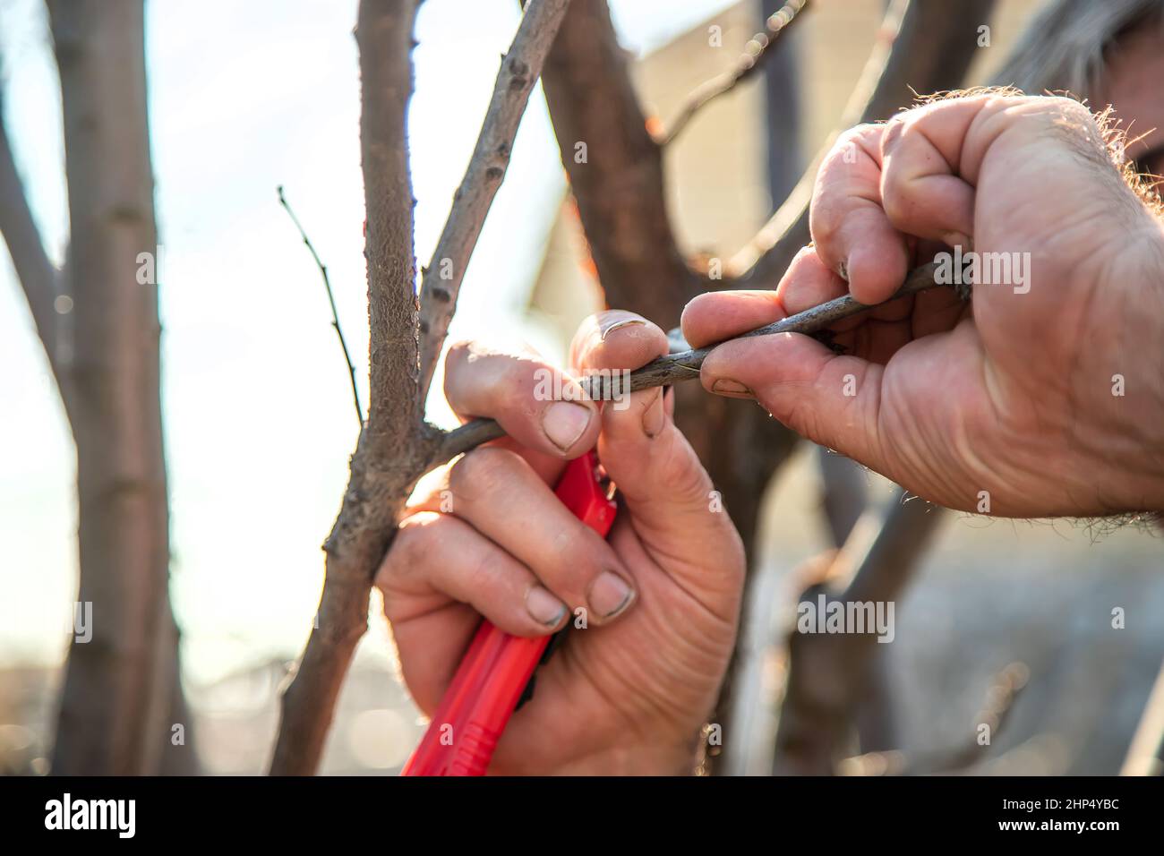 Hand grafted plant hi-res stock photography and images - Alamy