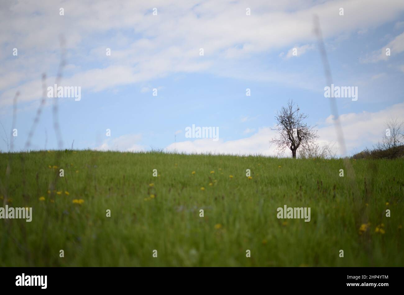 Lovelytree hi-res stock photography and images - Alamy
