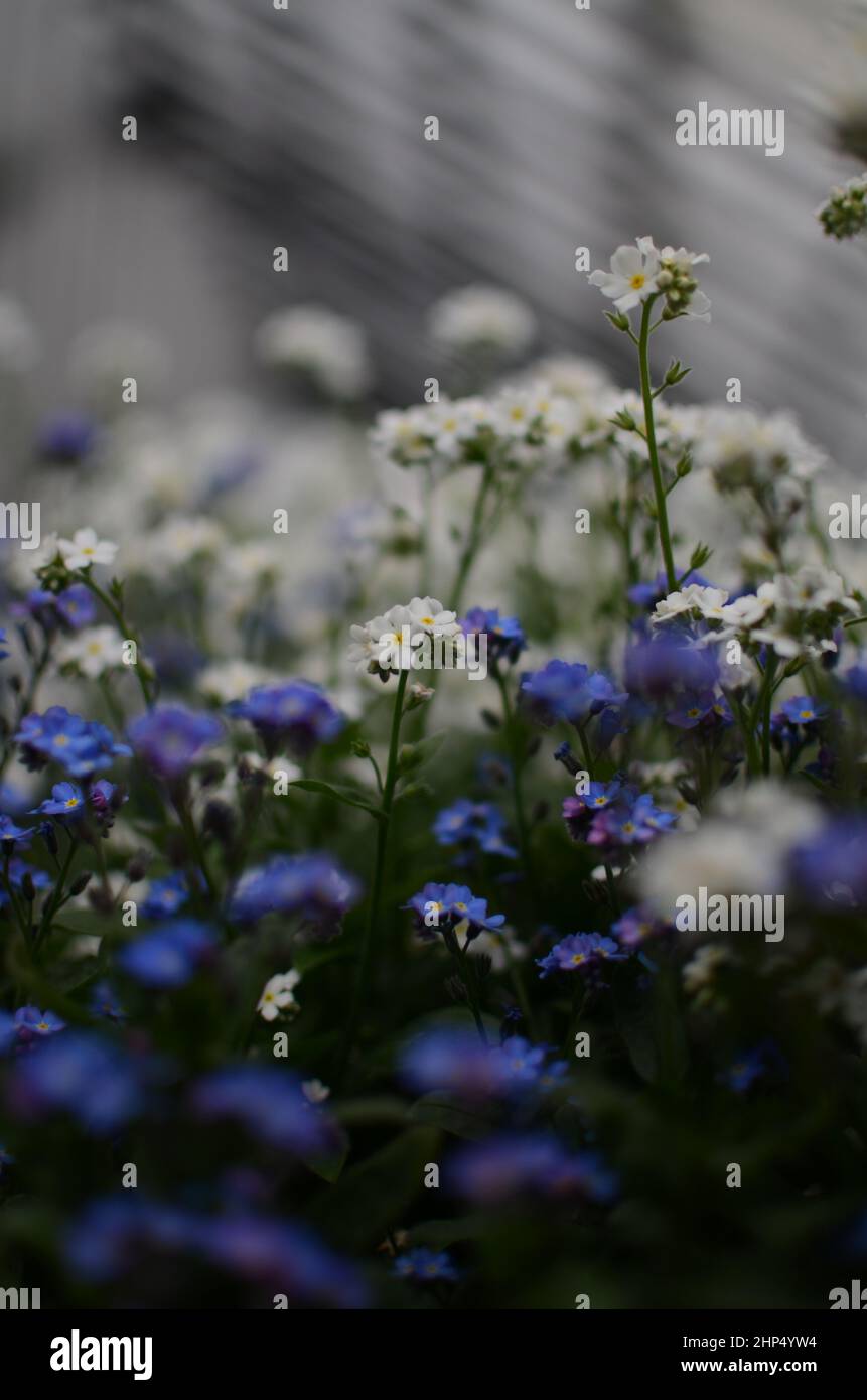 Beautiful white and indigo flowers Stock Photo - Alamy