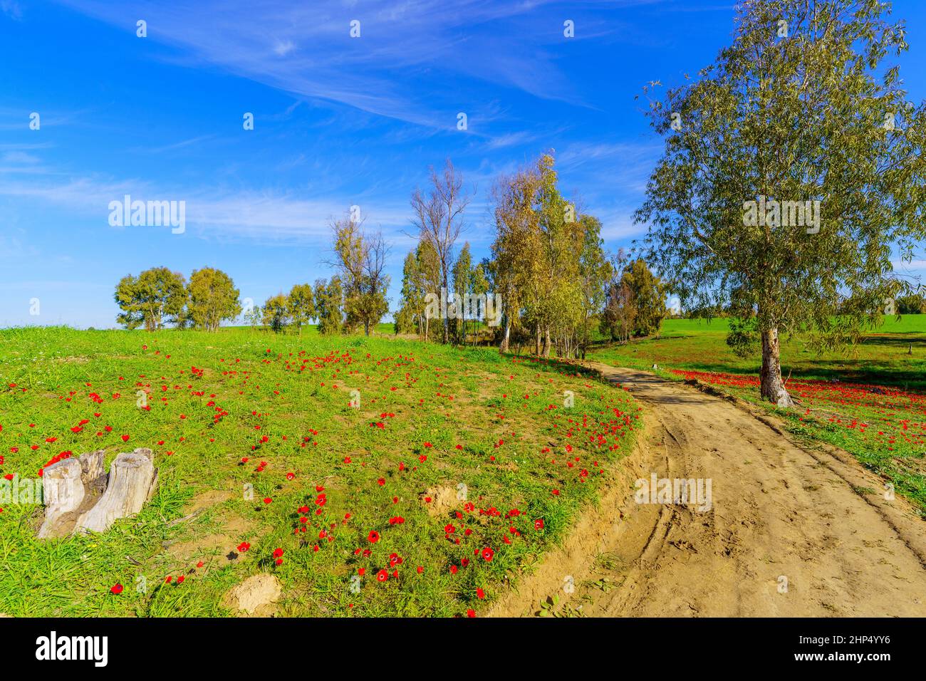 View of footpath, Eucalyptus trees and red anemone flowers, in Marva ...