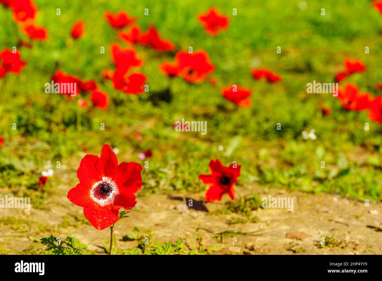 Negev desert in bloom hi-res stock photography and images - Alamy