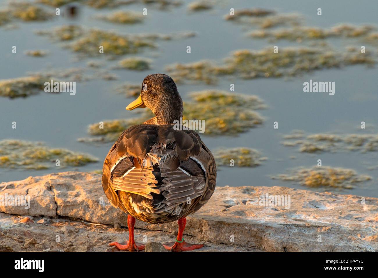 Middle duck island hi-res stock photography and images - Alamy