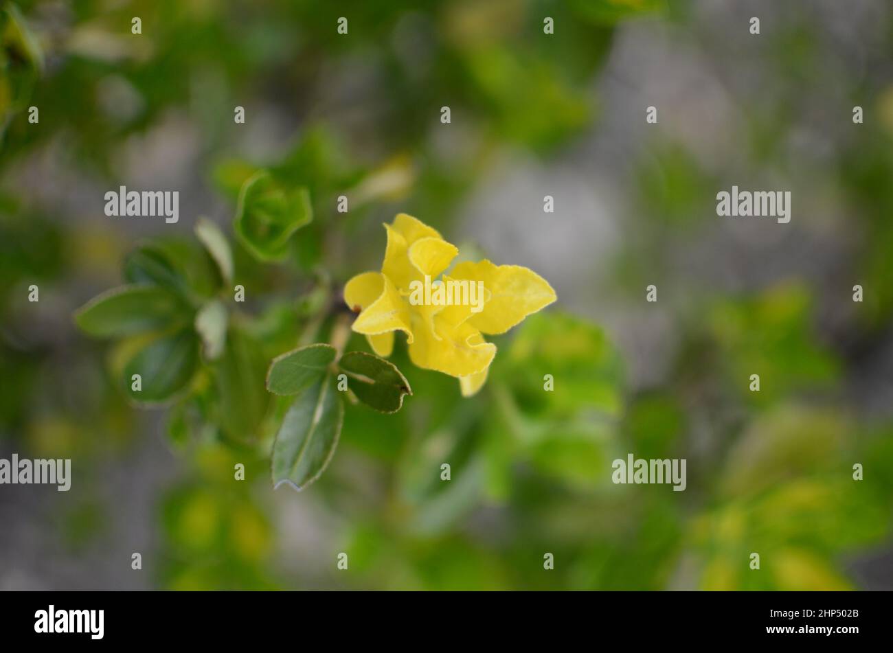 Beautifulflower hi-res stock photography and images - Alamy
