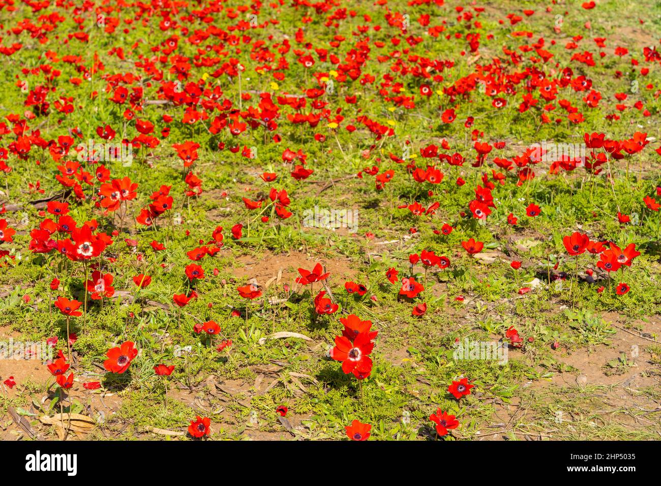 Negev desert in bloom hi-res stock photography and images - Alamy