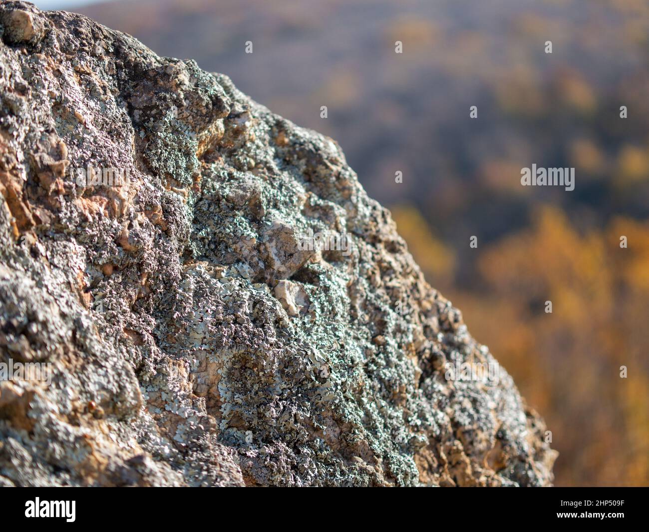 Close-up shot of the rock in the forest Stock Photo - Alamy
