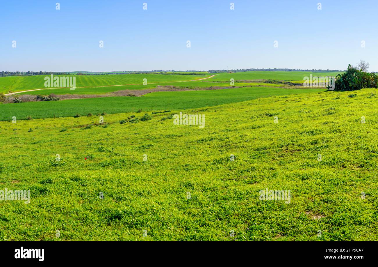 Negev desert agriculture hi-res stock photography and images - Alamy