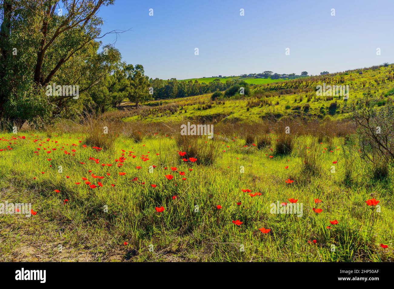 View of red anemone flowers, and landscape of the Ruhama Badlands, the ...