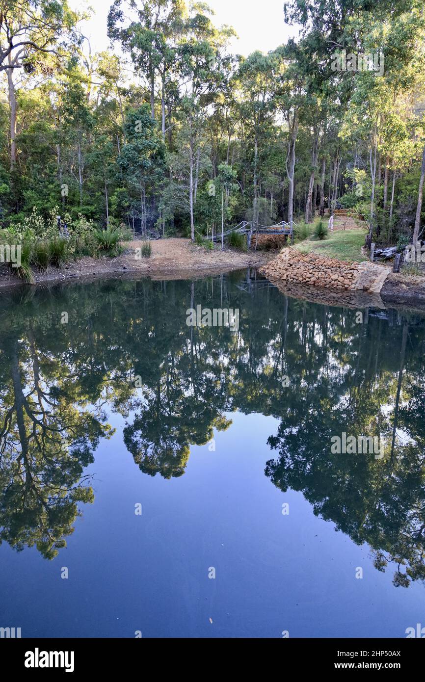 Vertical shot of the reflection of the trees on the water surface ...