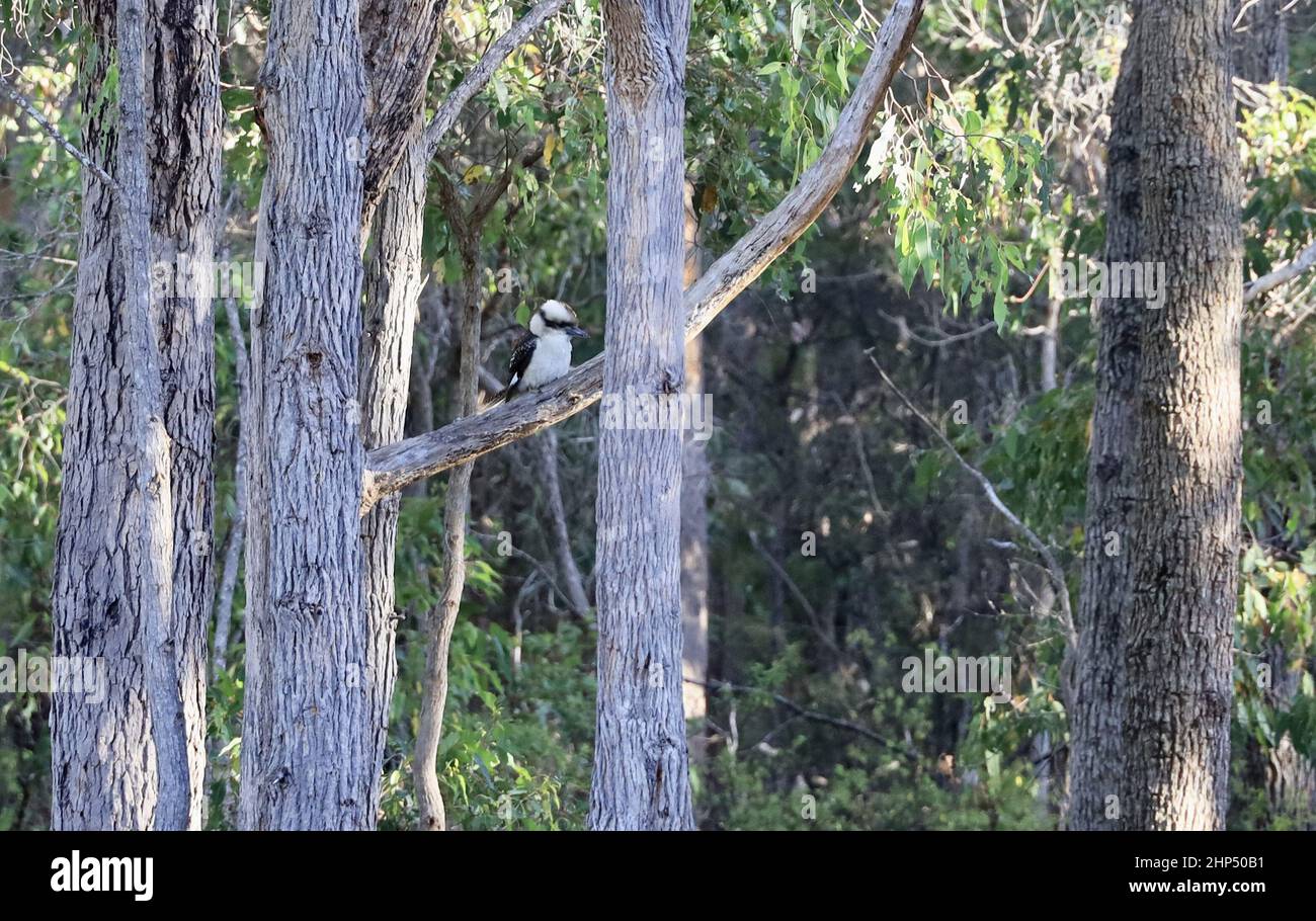 Kookaburra on the jarrah tree. Nannup, West Australia Stock Photo - Alamy