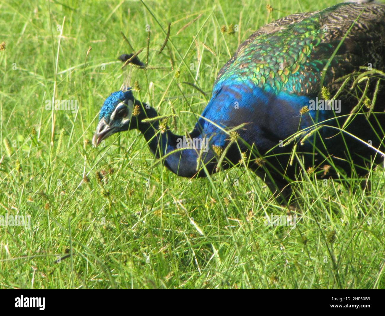 Peacock walks and eats through the natural field - Parque Lecocq in ...