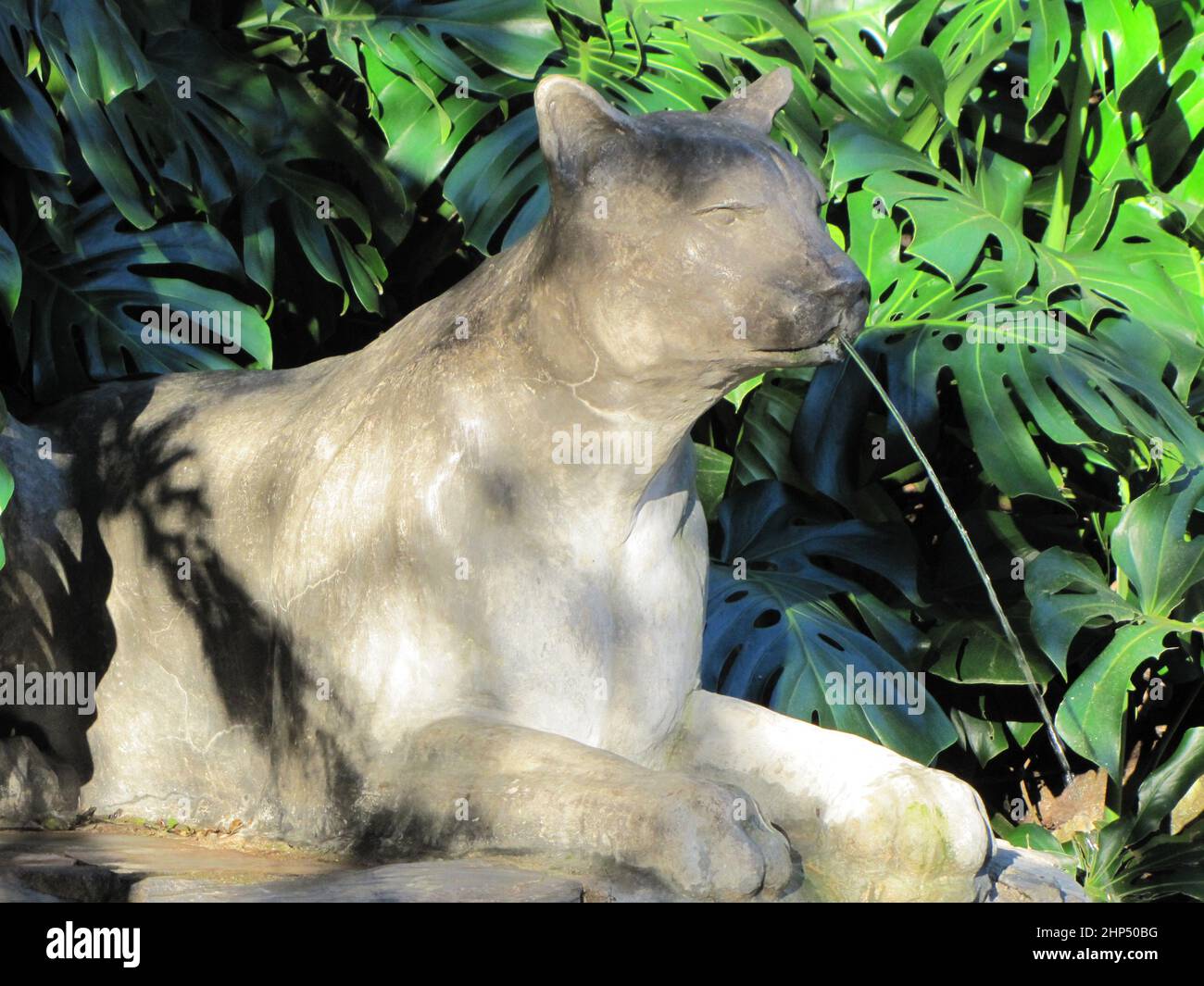 Statue of a puma cougar spits water from its mouth Stock Photo - Alamy