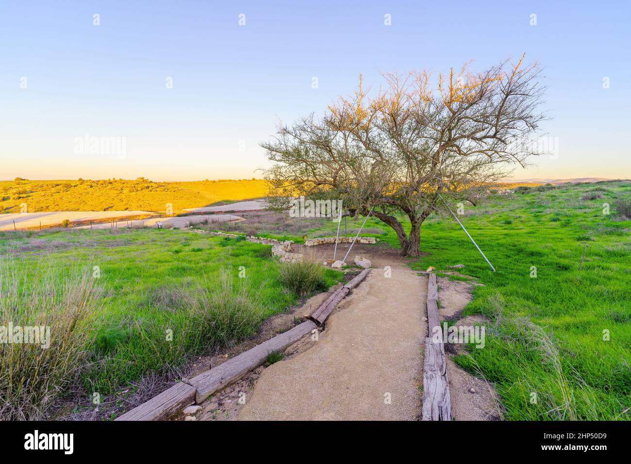 Sunset view of a lone tree named the ghost tree, in Tel Lachish, the ...
