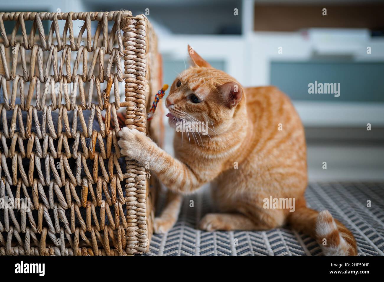 brown tabby cat bites a wicker basket Stock Photo - Alamy