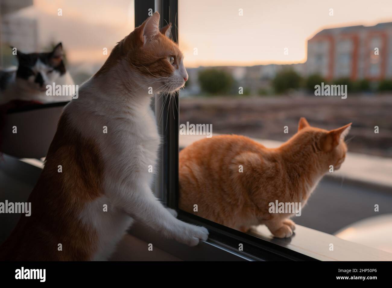 two brown cats looks outside from the window at sunset Stock Photo - Alamy