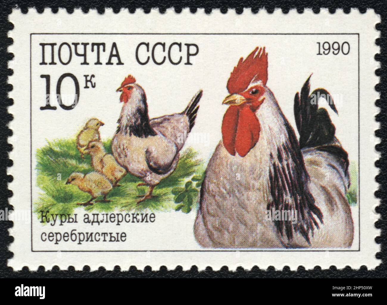 A postage stamp with image of Rooster, chicken and chickens of breed ...