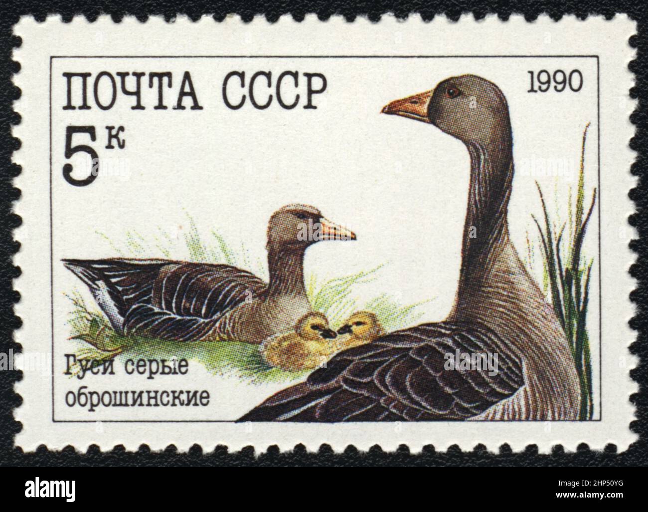 A postage stamp with image of Domestic Geese of breed Gray Obroshinsky ...