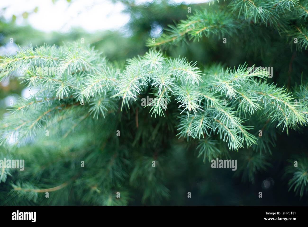 Green spruce backgrounds. Evergreen needles. Texture. Christmas Stock ...