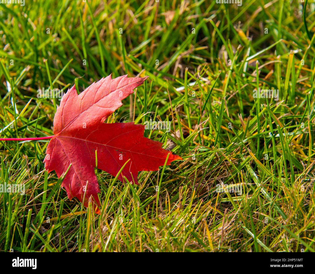 Autumn leaf red color on green grass backgrond Stock Photo - Alamy