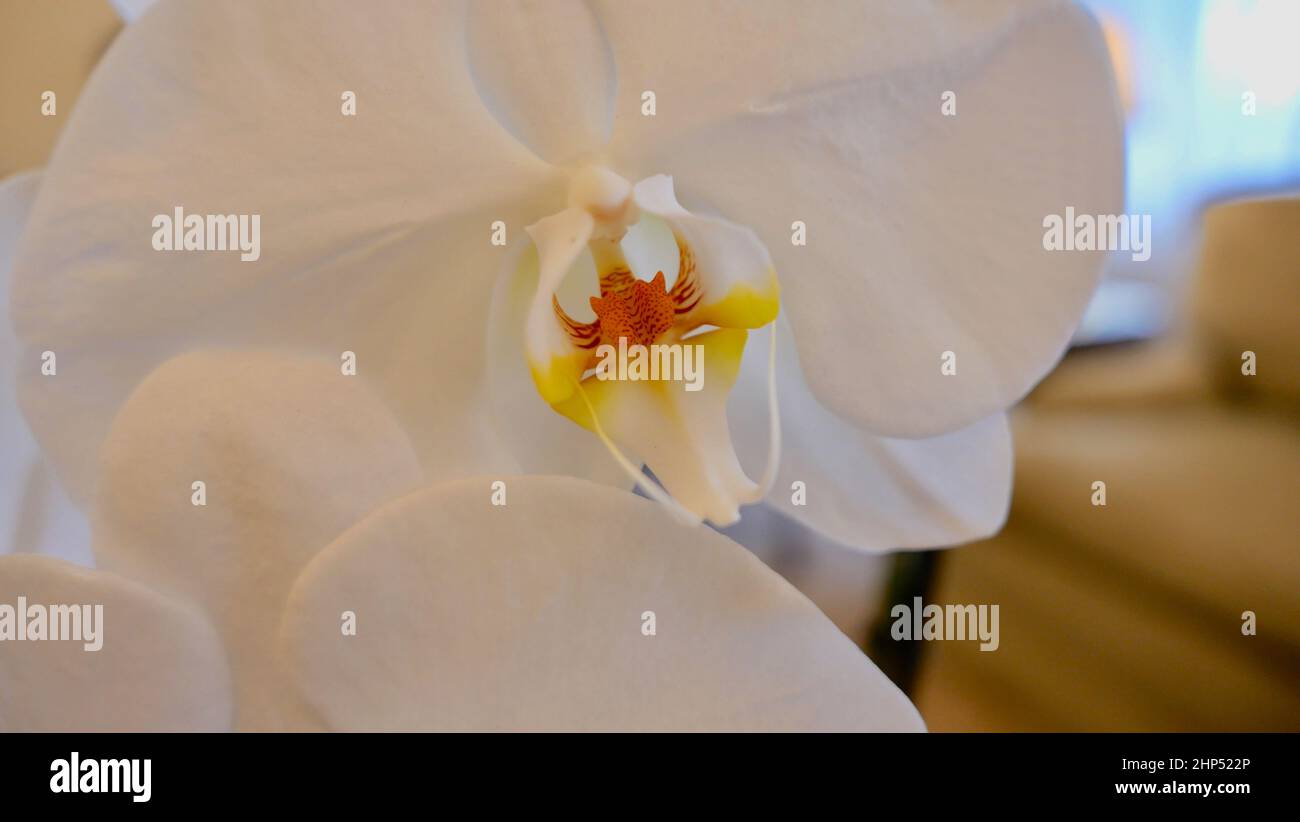 Close up image of white orchid with orange yellow stamens Stock Photo ...