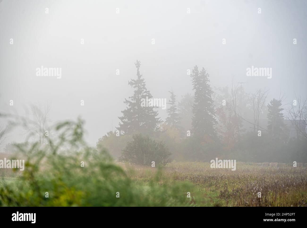 Strong fog and country farm in the morning Stock Photo - Alamy