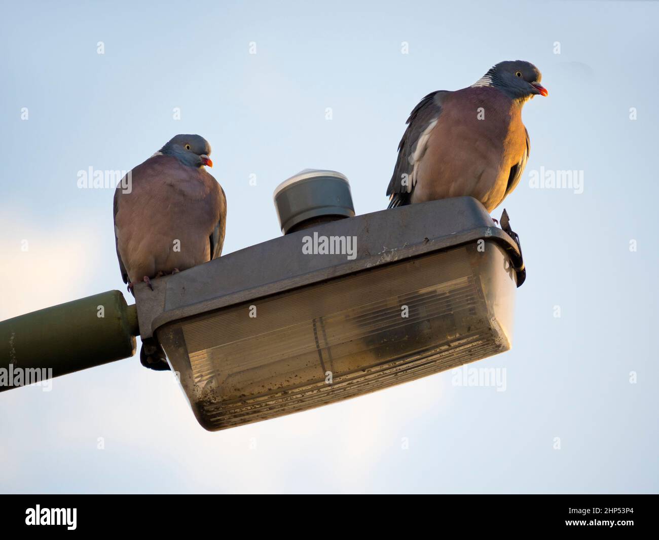 Two pigeons on a street light, Abingdon Stock Photo - Alamy