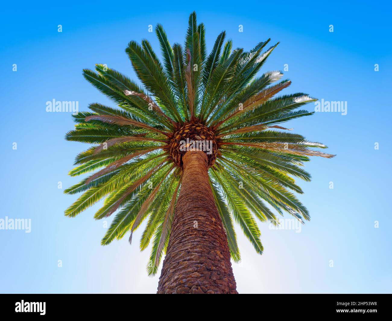 Forced perspective of a paalm tree from below with backlit canopy Stock ...