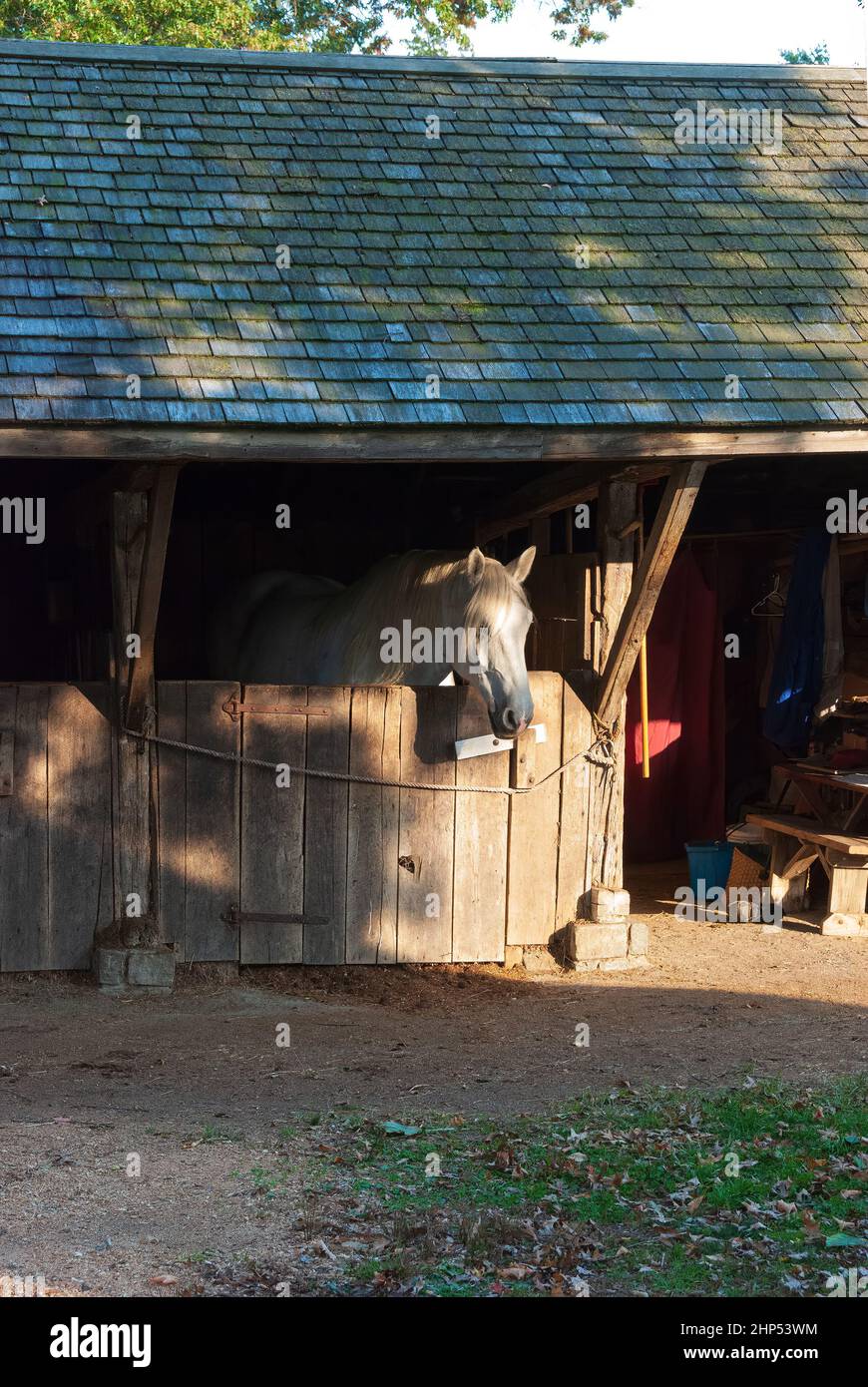 Aging white horse at the gate in his stable stall at dusk Stock Photo ...