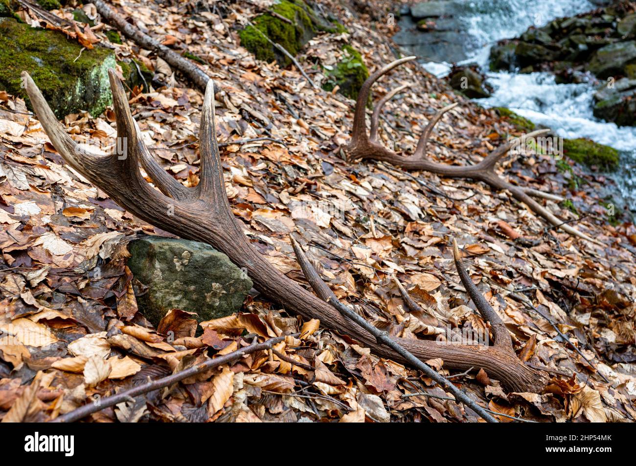 A set of huge Red Deer antler sheds. Beautiful natural background ...