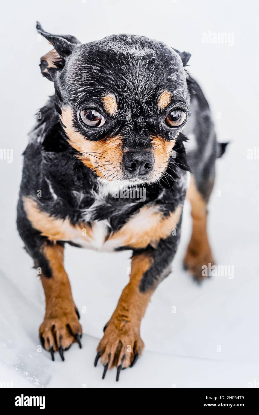 Are Dogs Clean Animals