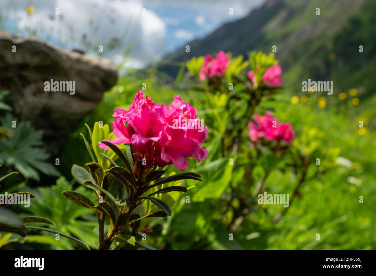 A flowering rusty leaved alpenrose (Rhododendron ferrugineum) in the ...