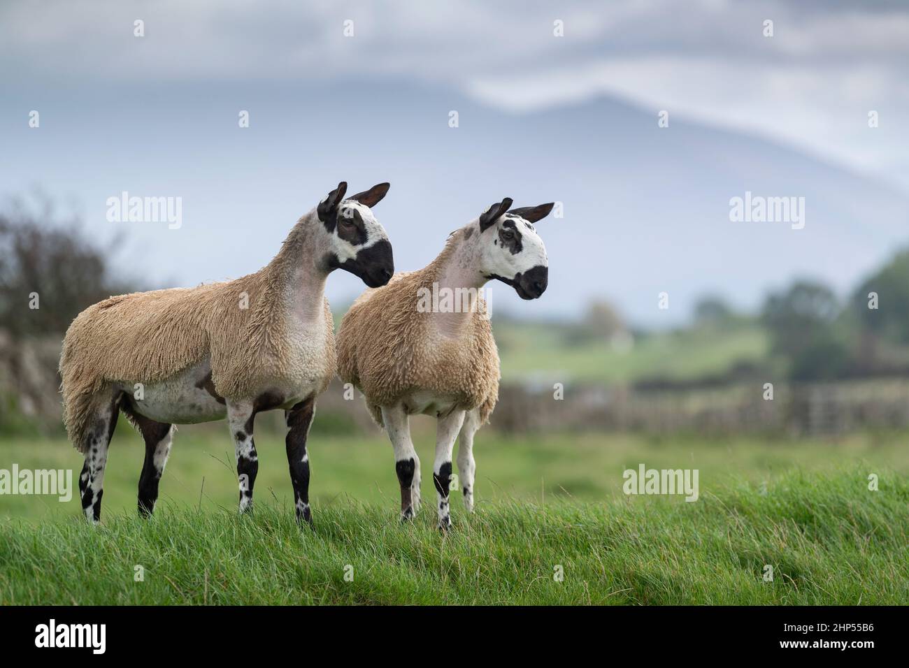 Pair of crossing type of Blue Faced Leicester gimmer hoggs, Cumbria, UK ...