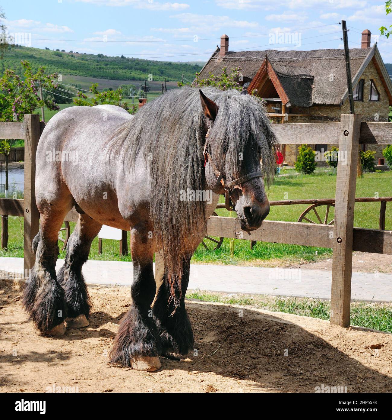 A beautiful Irish horse in an aviary on a ranch Stock Photo - Alamy
