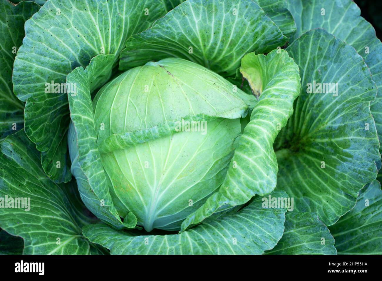 Cabbage, vegetarian food, natural green background. Young fresh cabbage ...