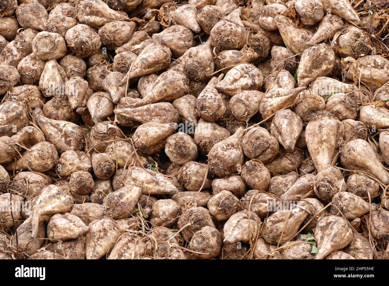 Sugar Beets Beta Vulgaris Stock Photo - Alamy