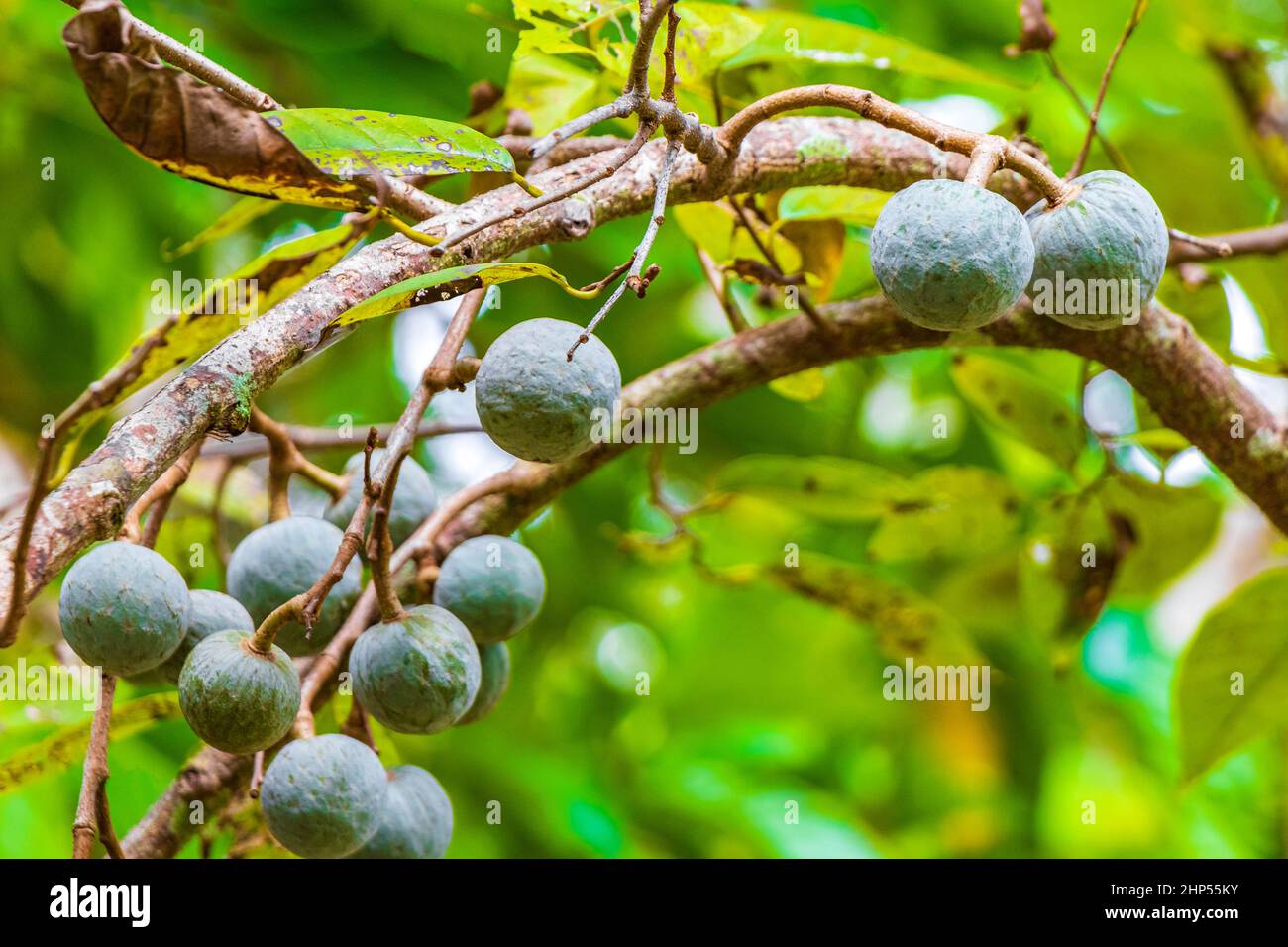 Tropical natural forest plant tree with green round fruit balls nuts or ...
