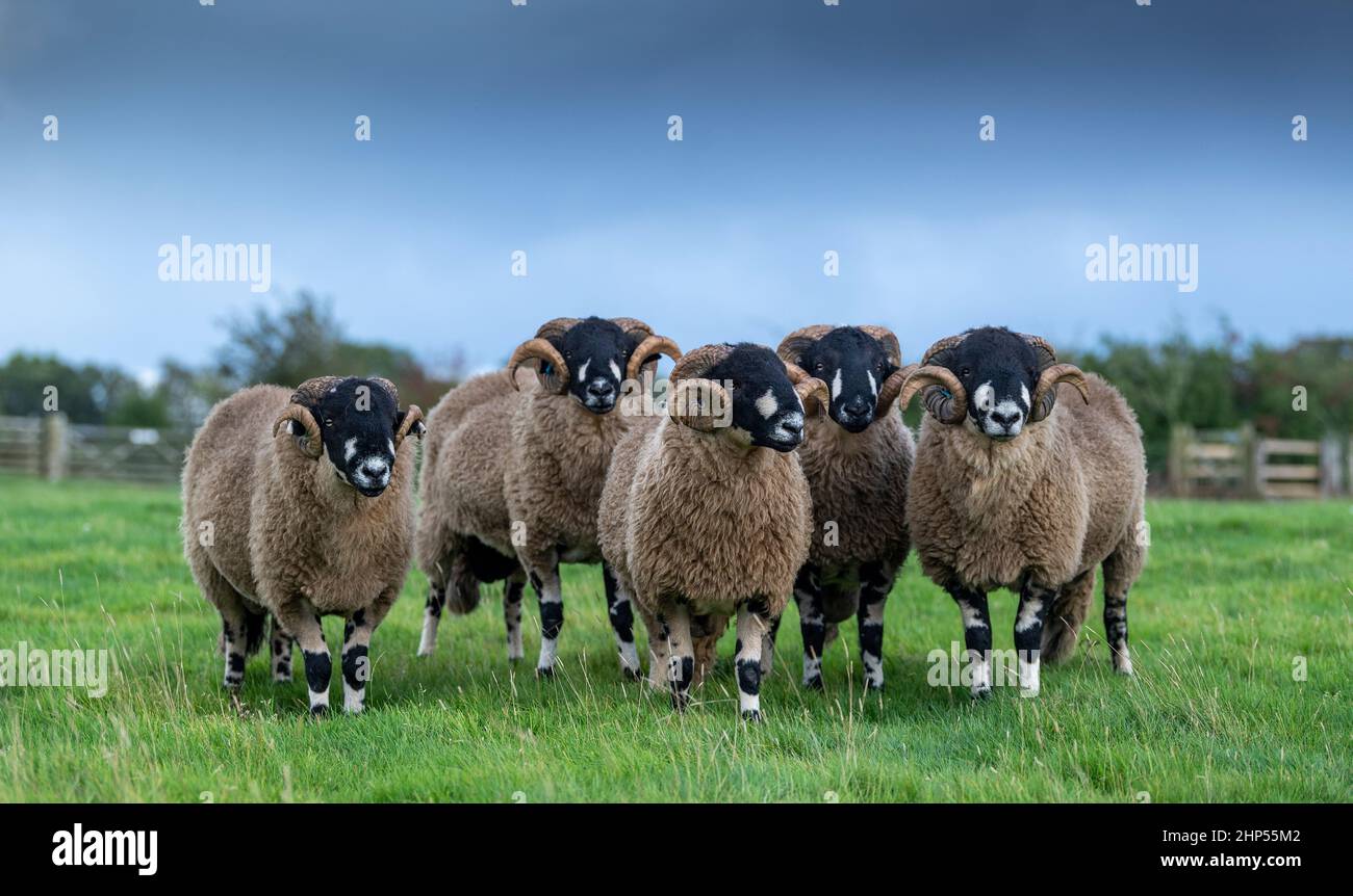 Group of rams hi-res stock photography and images - Alamy